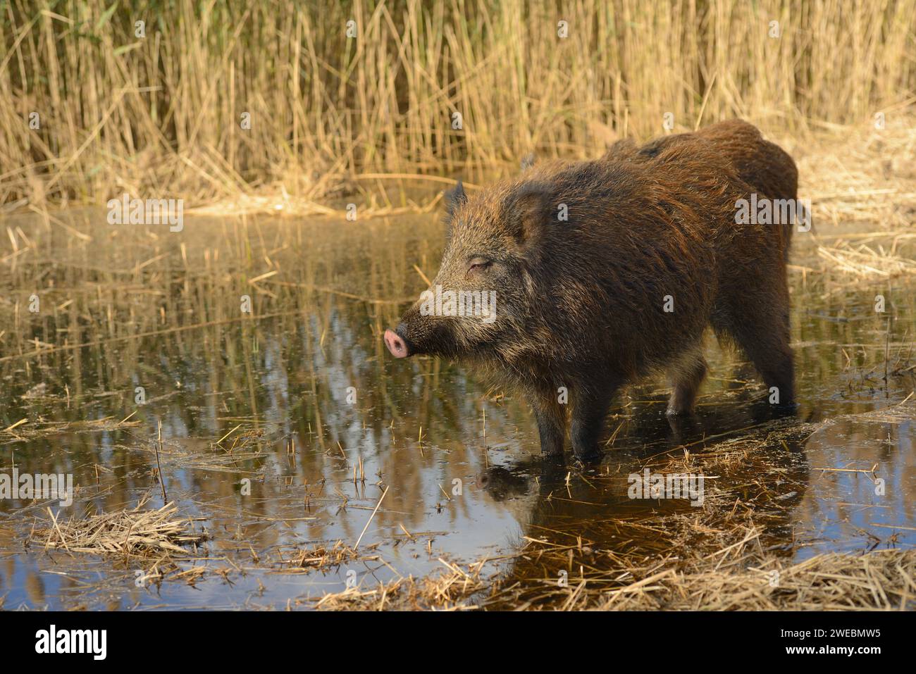 Wild boars roaming in a wetland inside coastal nature reserve of Torre ...