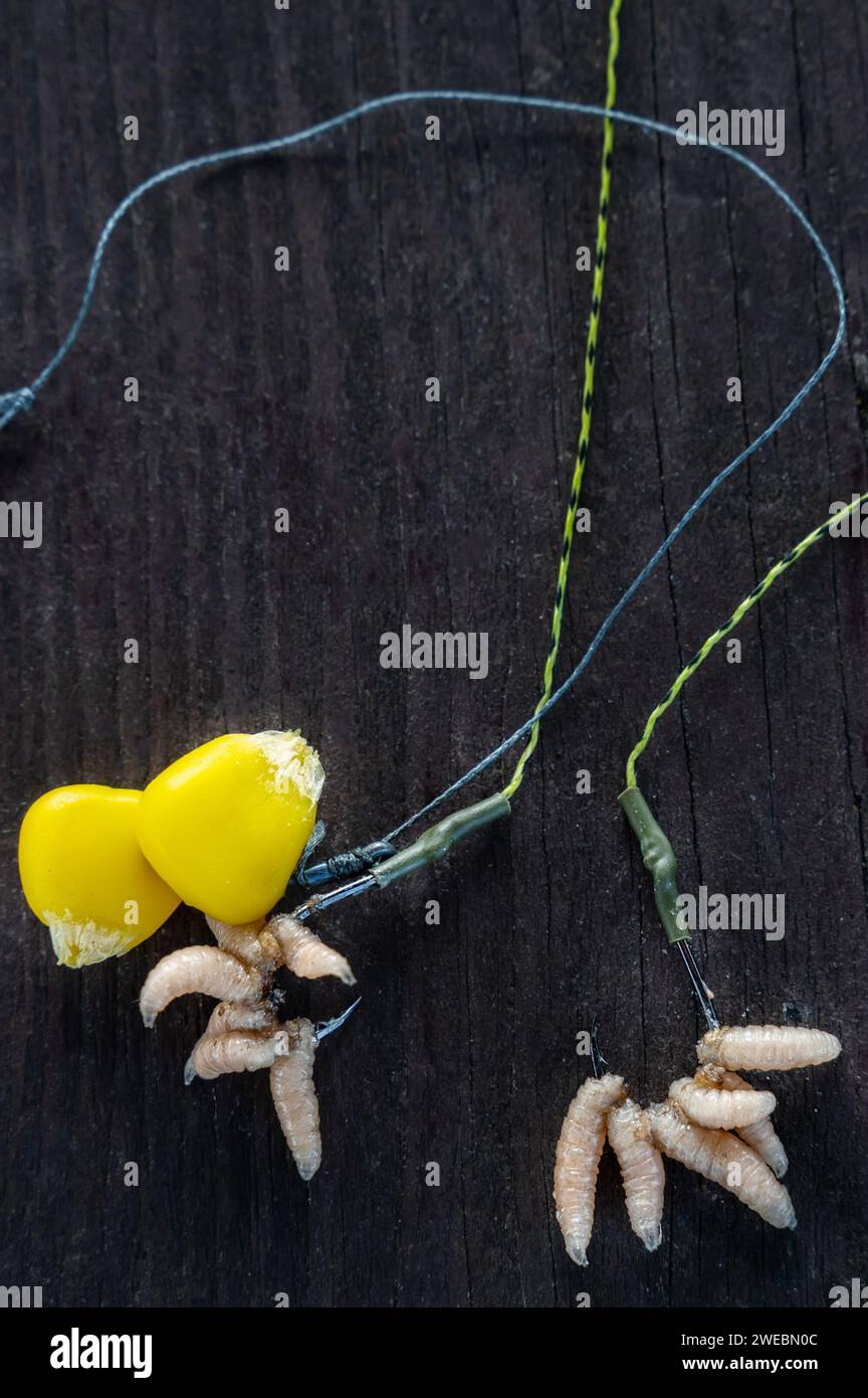 Carp bait. Corn and oparod on the hook. Baiting fish on fishing. Close ...