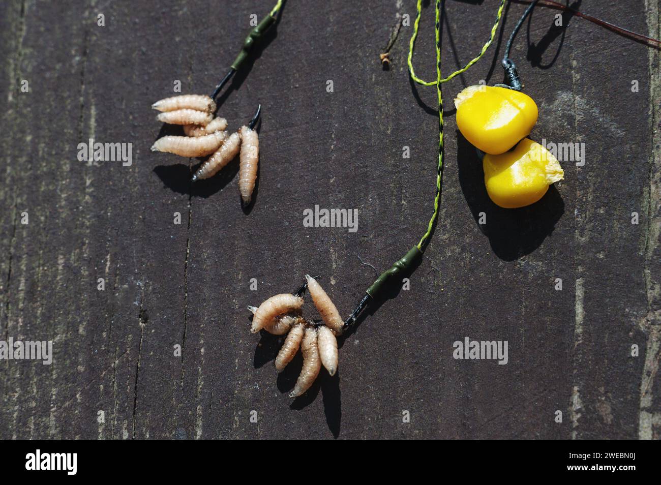 Carp bait. Corn and oparod on the hook. Baiting fish on fishing. Close ...