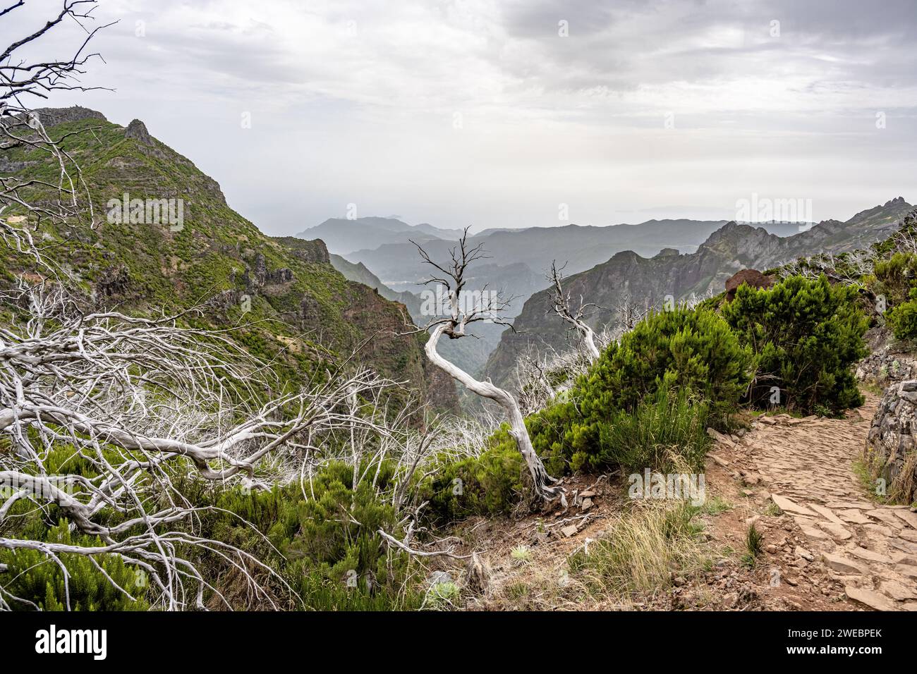 Old heather trees, killed in a wild fire, Pico De Arieiro to Pico Ruivo ...