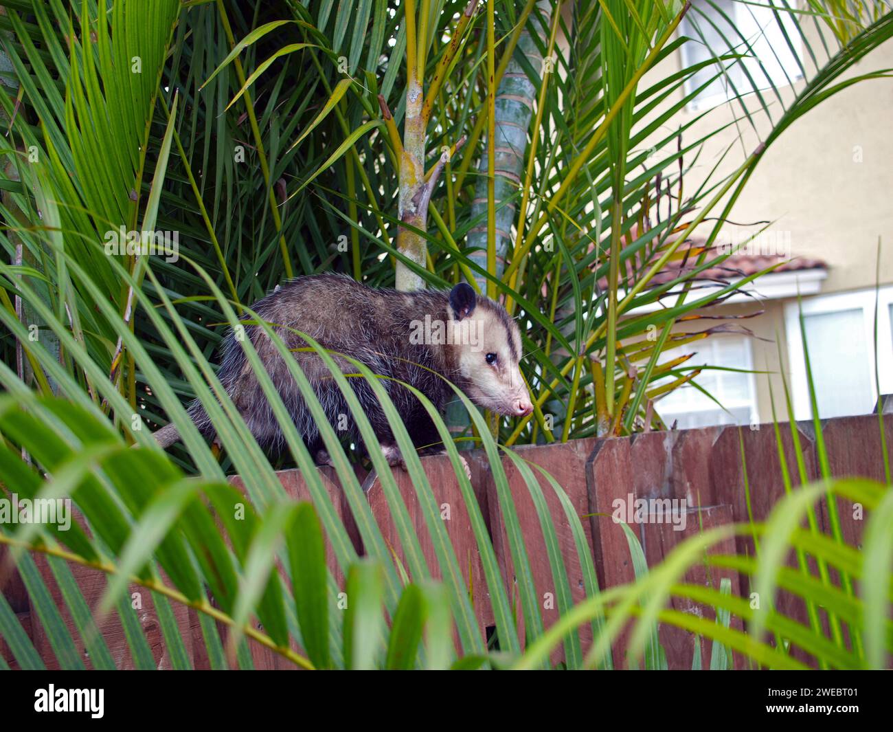 Opossum walking on a fence in an urban setting Stock Photo - Alamy