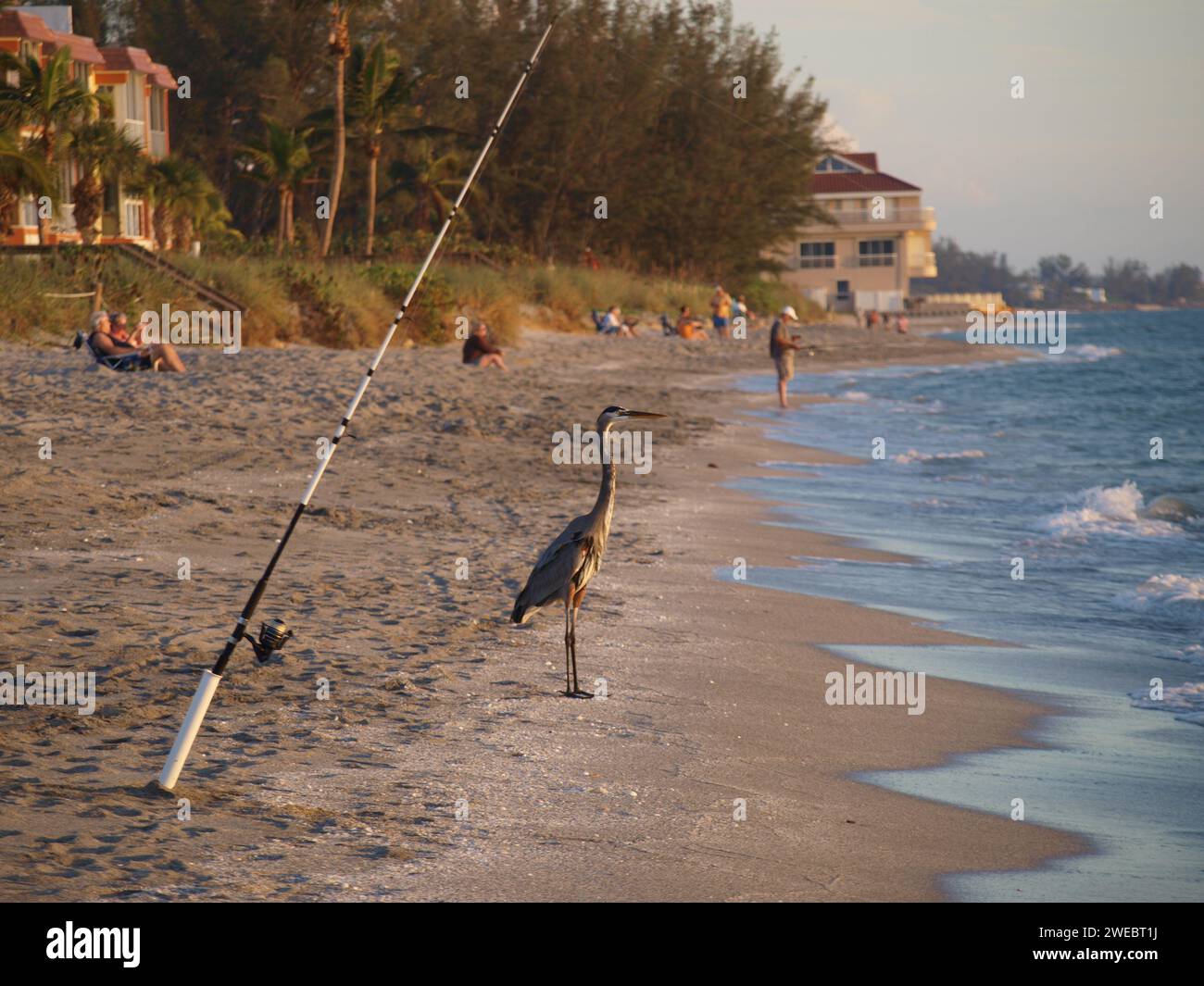 Turtle Beach, Florida, United States - October 28, 2021: Blue heron and ...