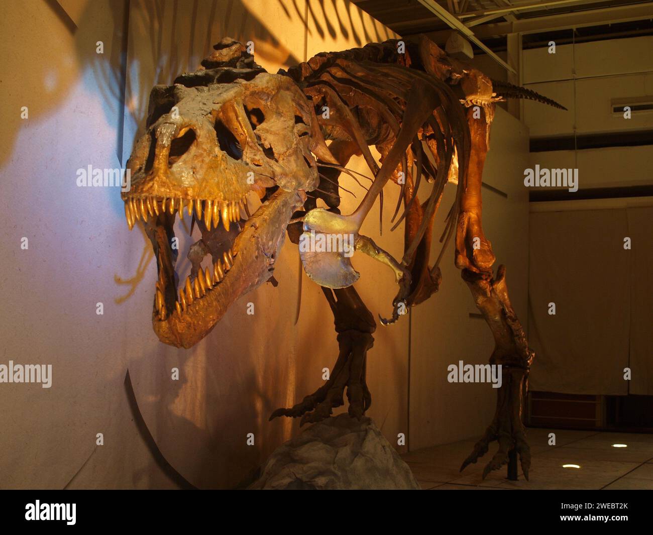 Gainesville, Florida, United States - January 25, 2015: Exhibit of the ...