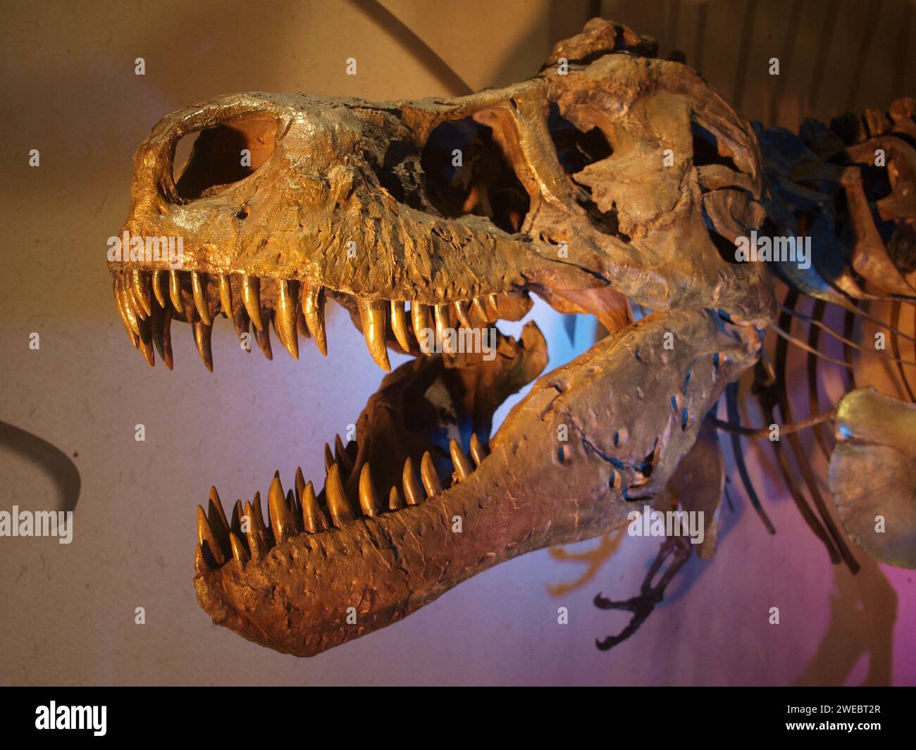 Gainesville, Florida, United States - January 25, 2015: Close up of the ...