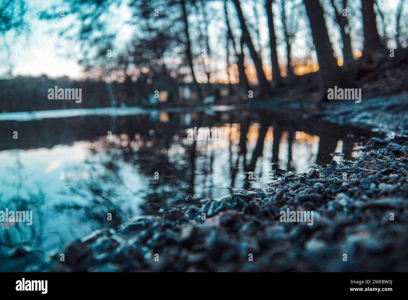 Tree in puddle during winter hi-res stock photography and images - Alamy