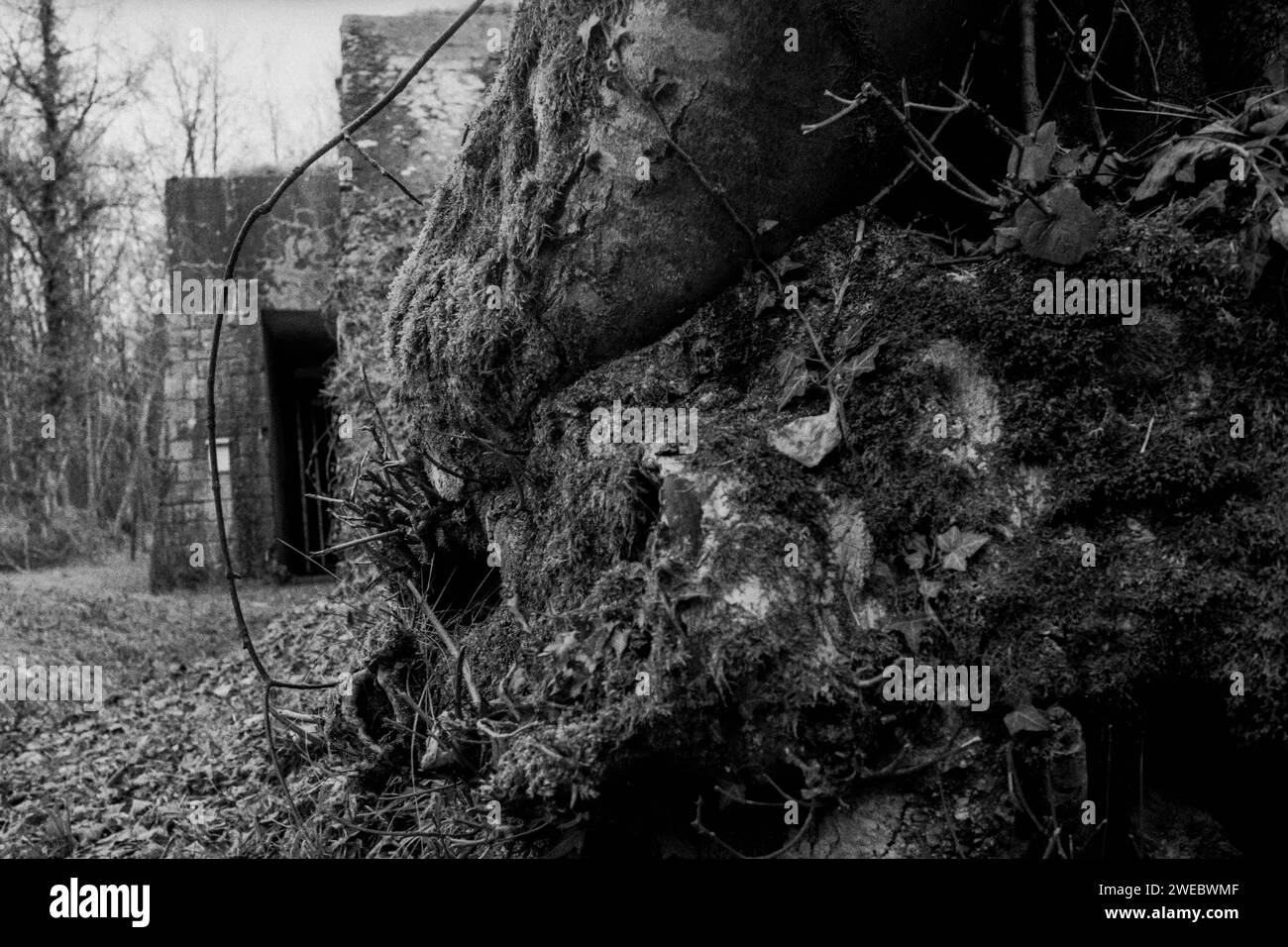 Douaumont area, military layout remains, Verdun, Meuse, Grand-Est ...