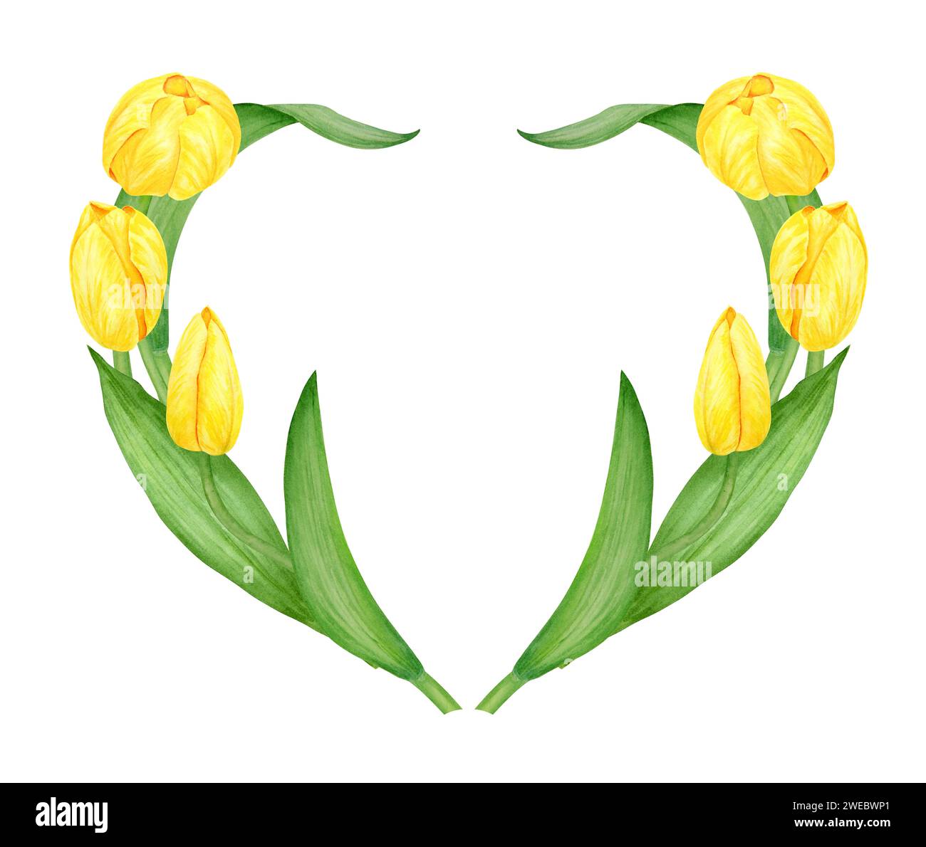 Yellow tulip. Watercolor hand drawn illustration of spring symbol ...
