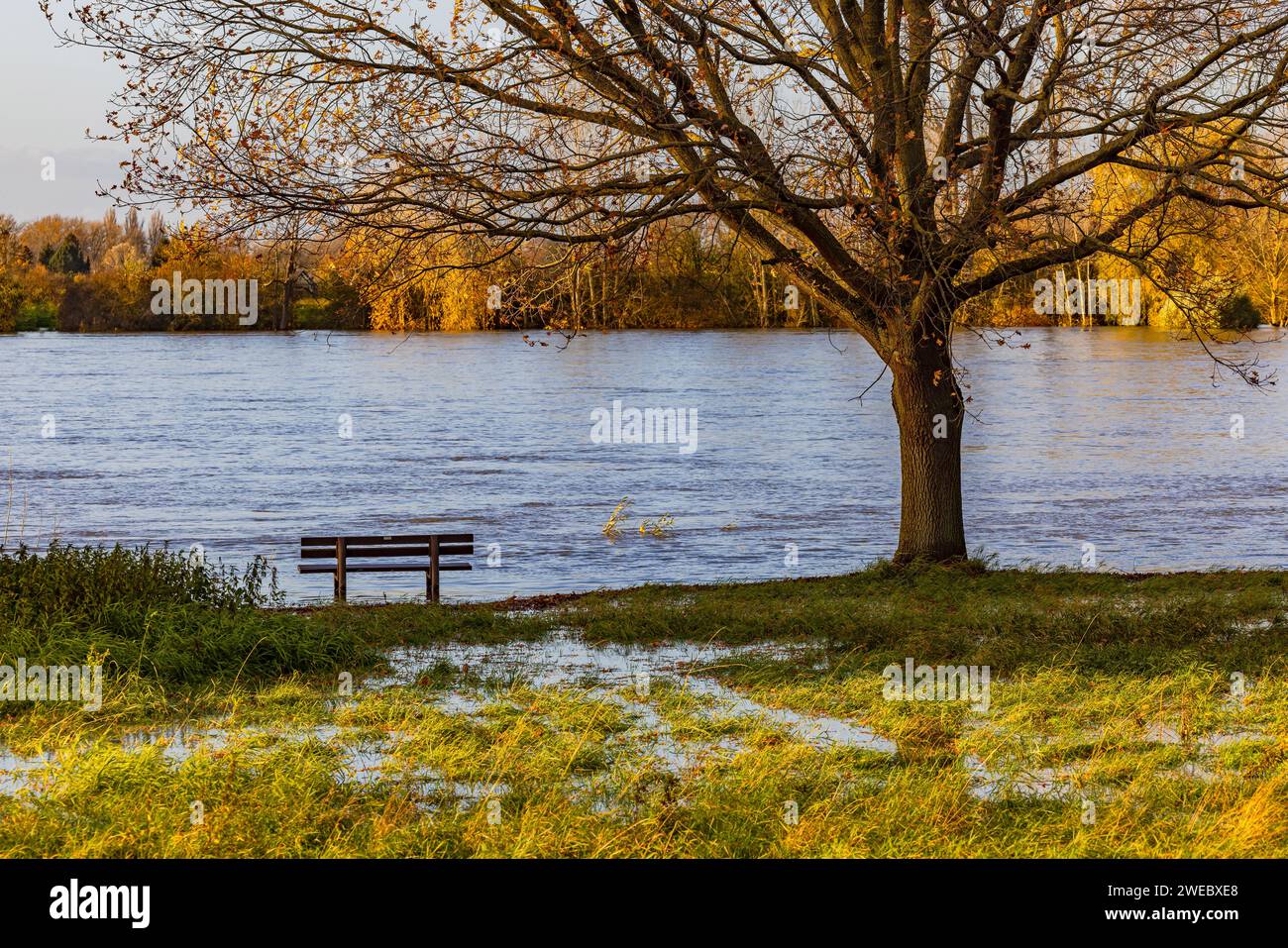 Flood at the river Rhine with bench in the water in sunshine in fall ...