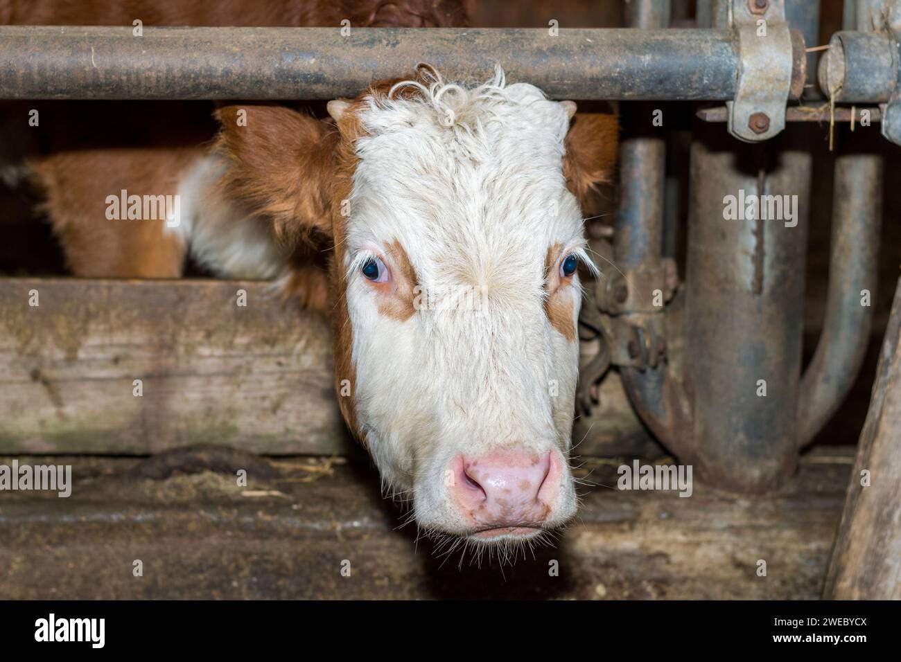 Close up of a cute young calf in a stall. The head of a cute calf ...