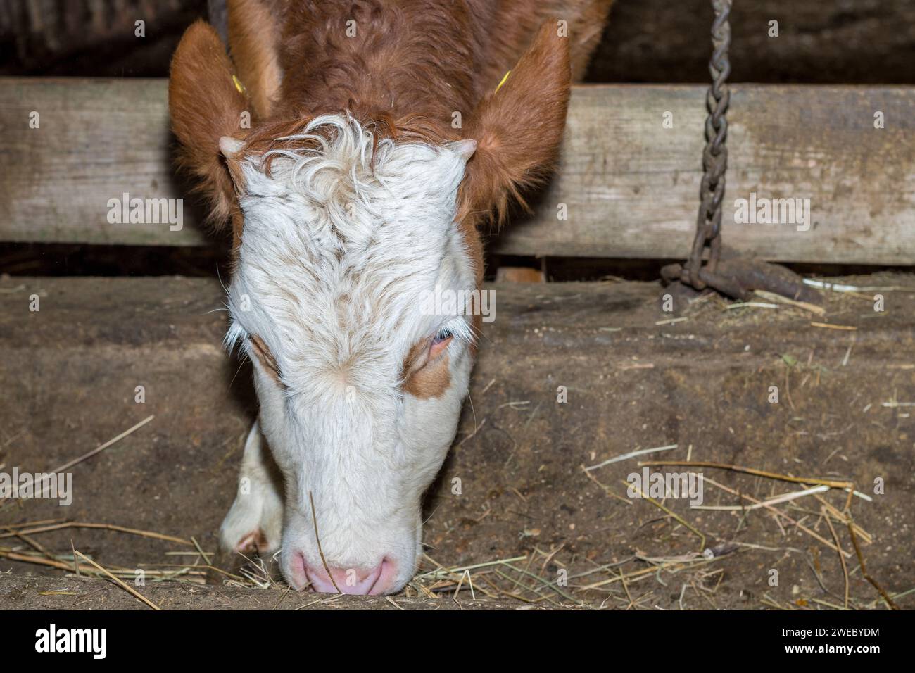 Close up of a cute young calf in a stall. The head of a cute calf ...