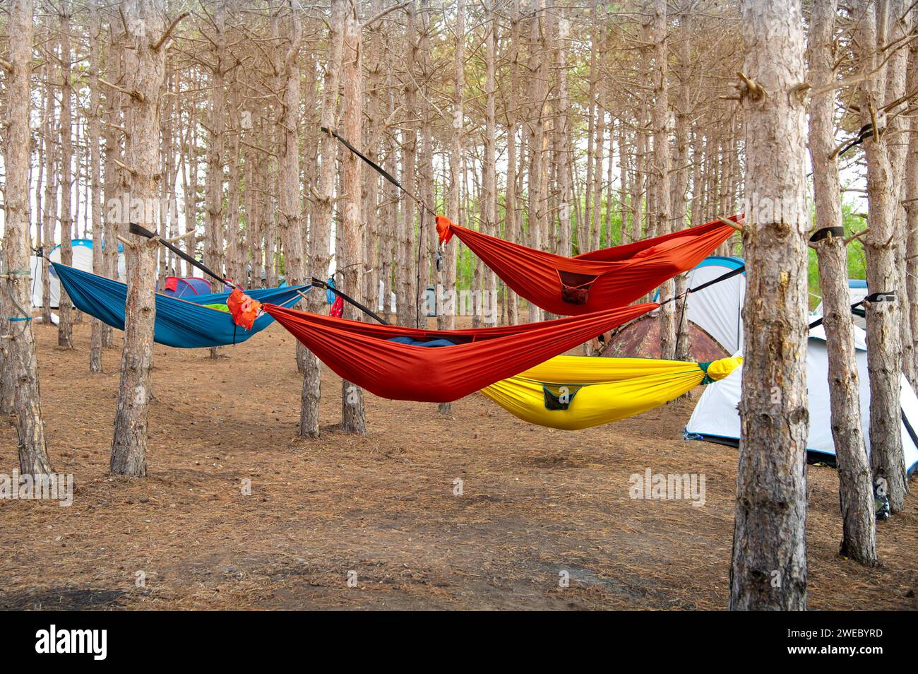 Tourists hanging in yellow and grey hammocks sleep hanging from trees after party Stock Photo ...