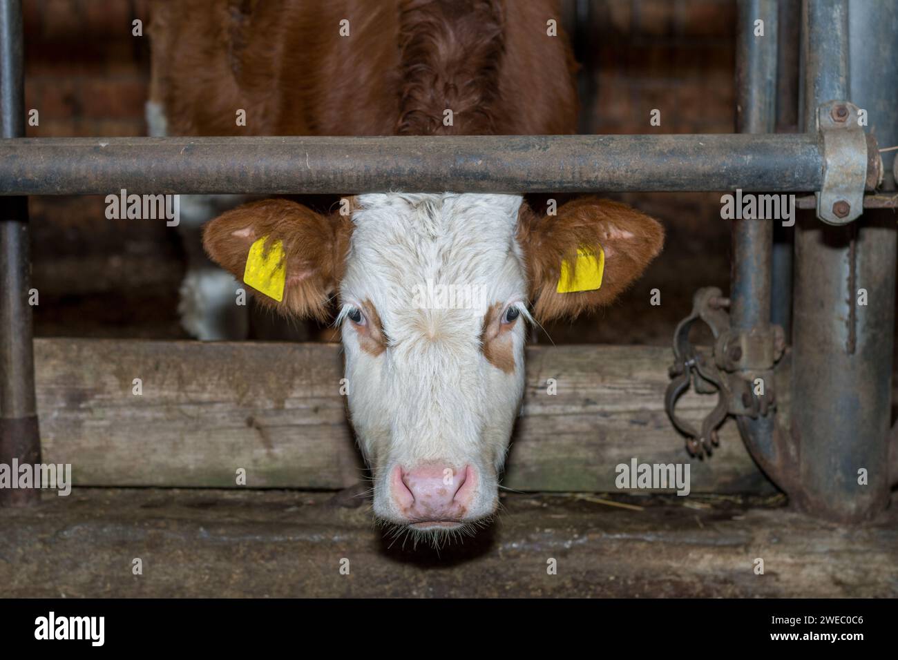 Close up of a cute young calf in a stall. The head of a cute calf ...