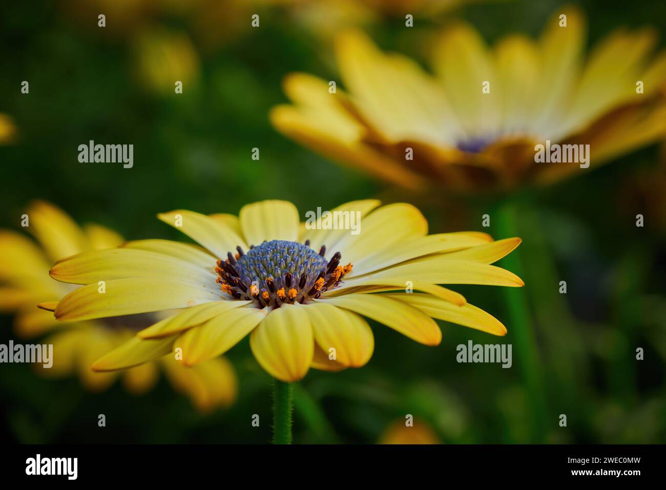 Beautiful African daisy (Osteospermum). Cape Daisy close-up Stock Photo ...