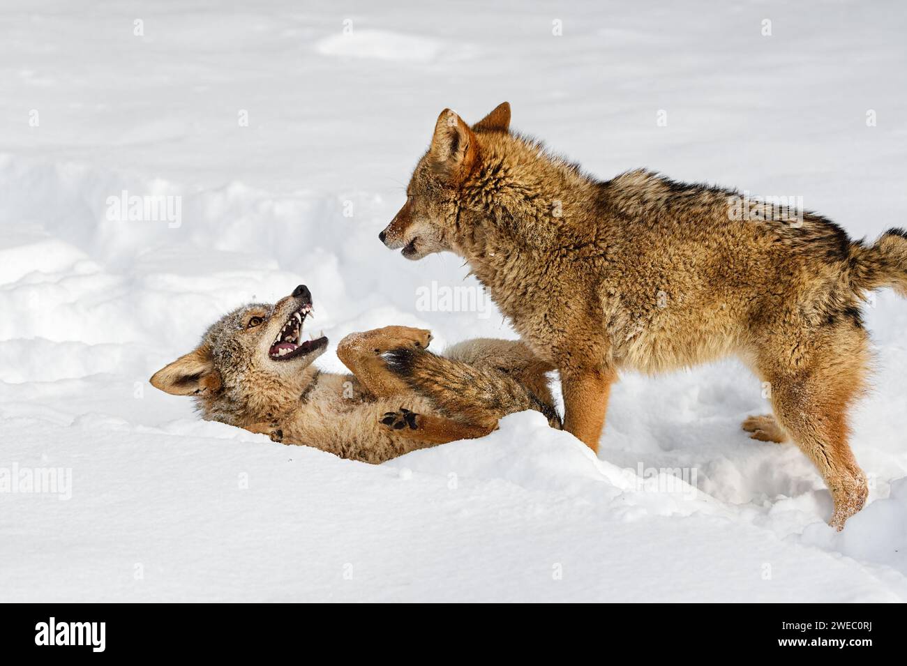 Wolf baring teeth hi-res stock photography and images - Alamy