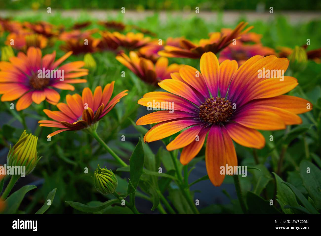 Beautiful African daisy (Osteospermum). Cape Daisy close-up Stock Photo ...