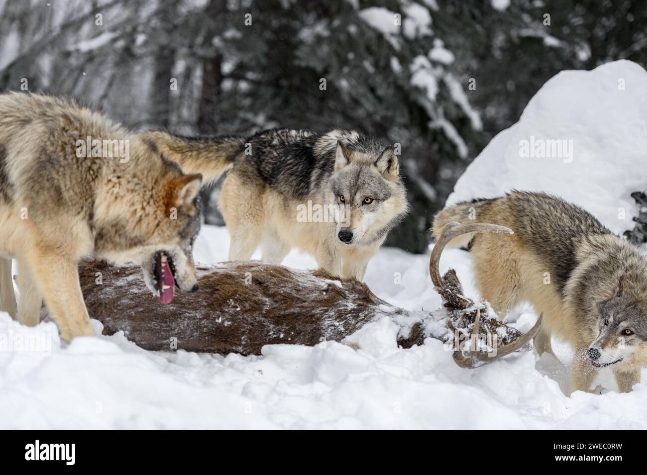 Grey Wolves (Canis lupus) Move Around Body of White-Tail Deer Winter - captive animals Stock ...