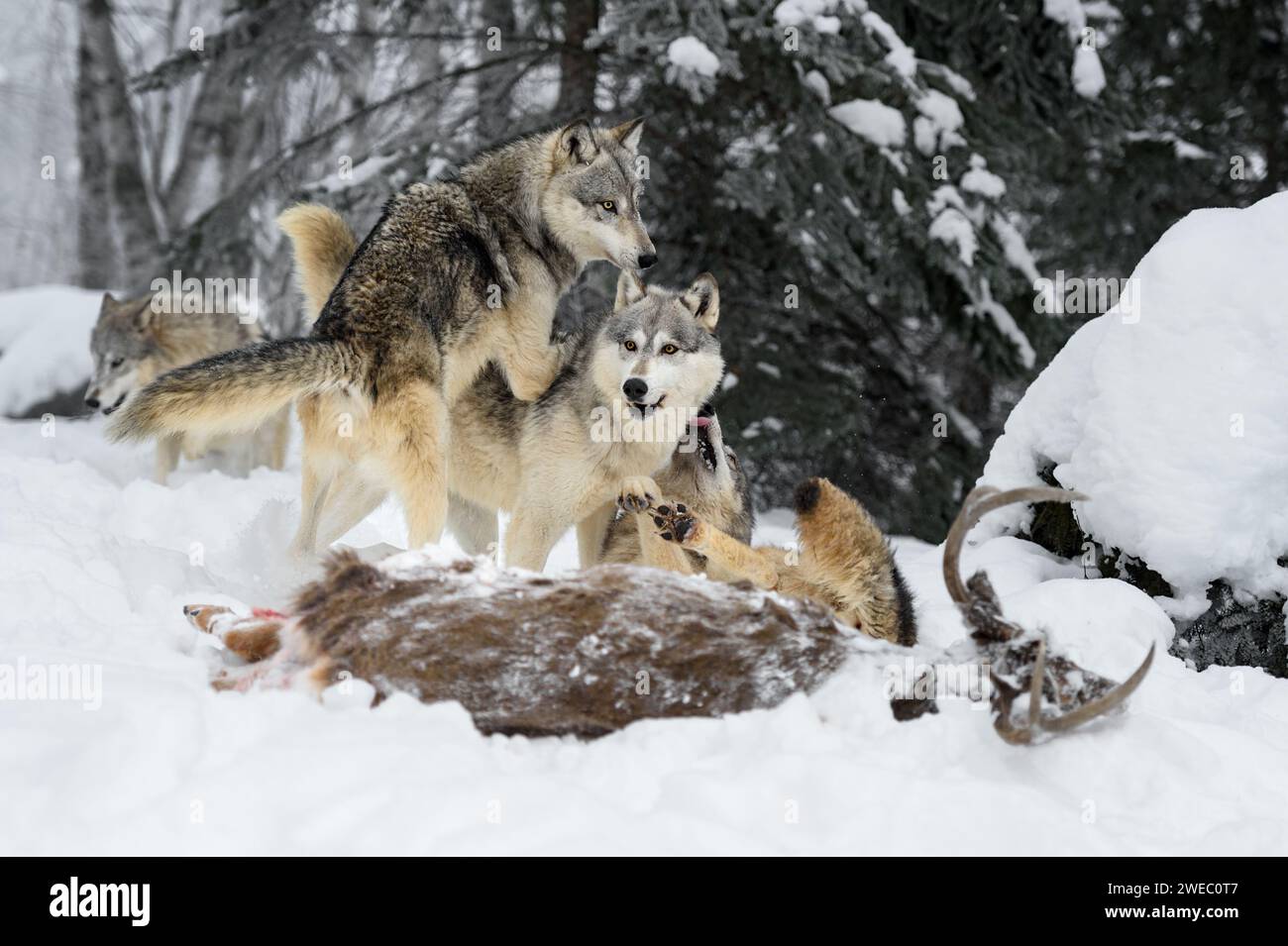 Grey Wolves (Canis lupus) Pile Together at White-Tail Deer Carcass ...