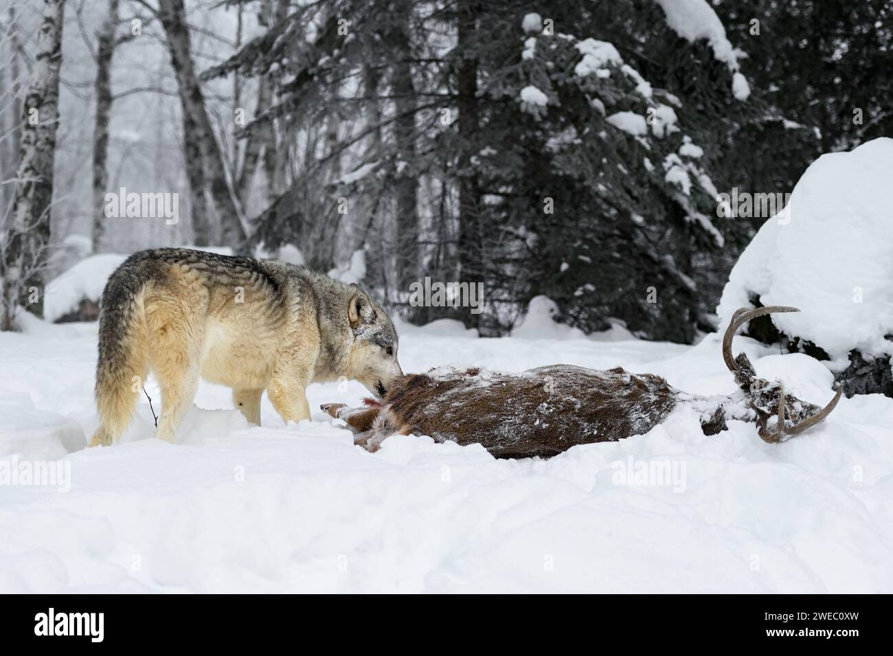 Grey Wolf (Canis lupus) Sniffs at Rear of Deer Carcass Winter - captive ...