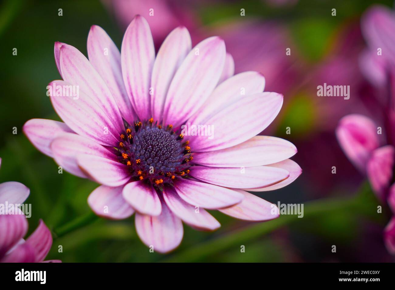 Beautiful African daisy (Osteospermum). Cape Daisy close-up Stock Photo ...