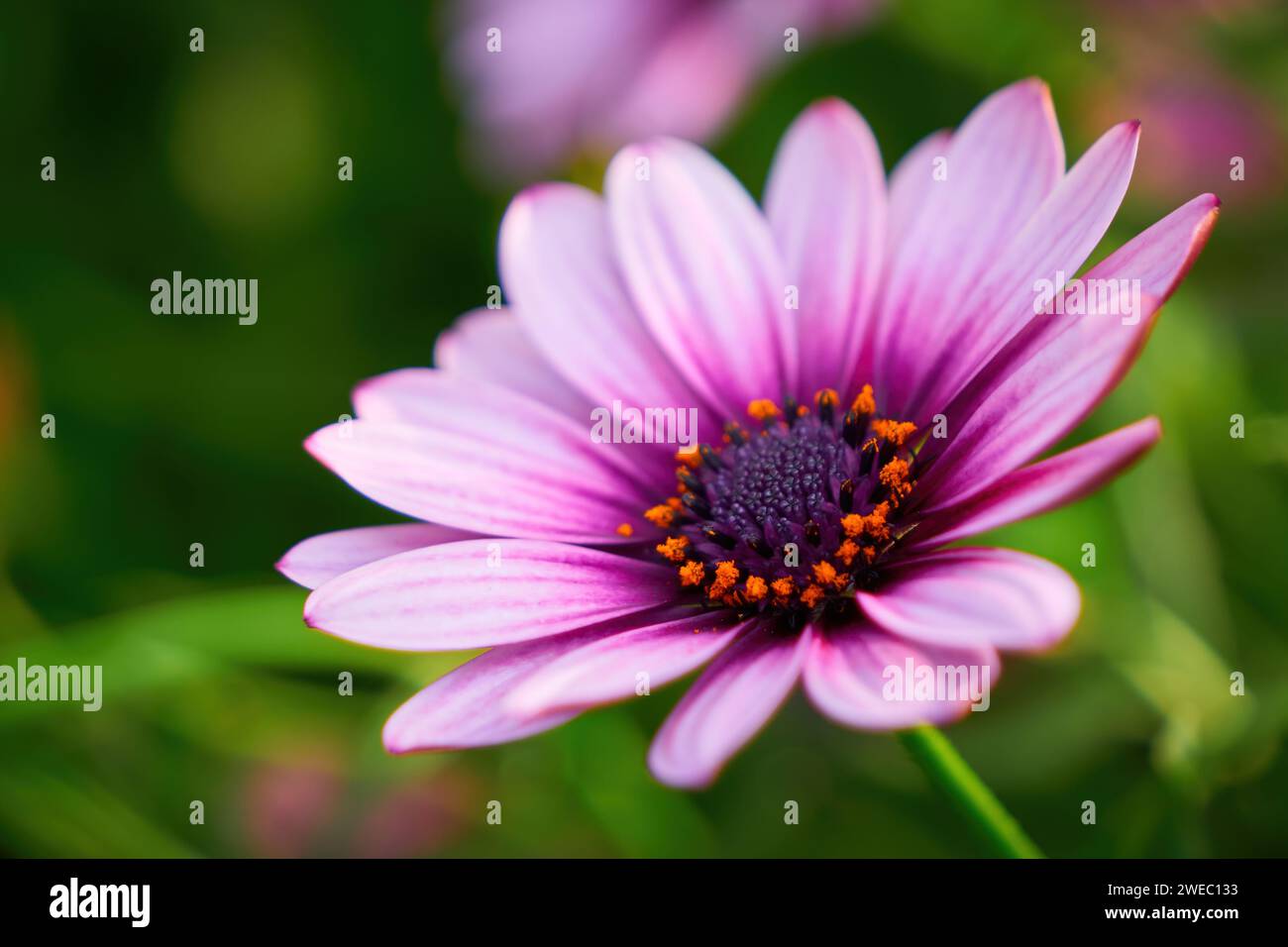 Beautiful African daisy (Osteospermum). Cape Daisy close-up Stock Photo ...