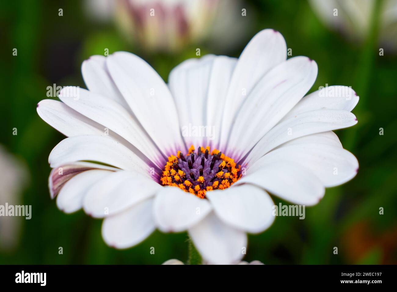 Beautiful African daisy (Osteospermum). Cape Daisy close-up Stock Photo ...