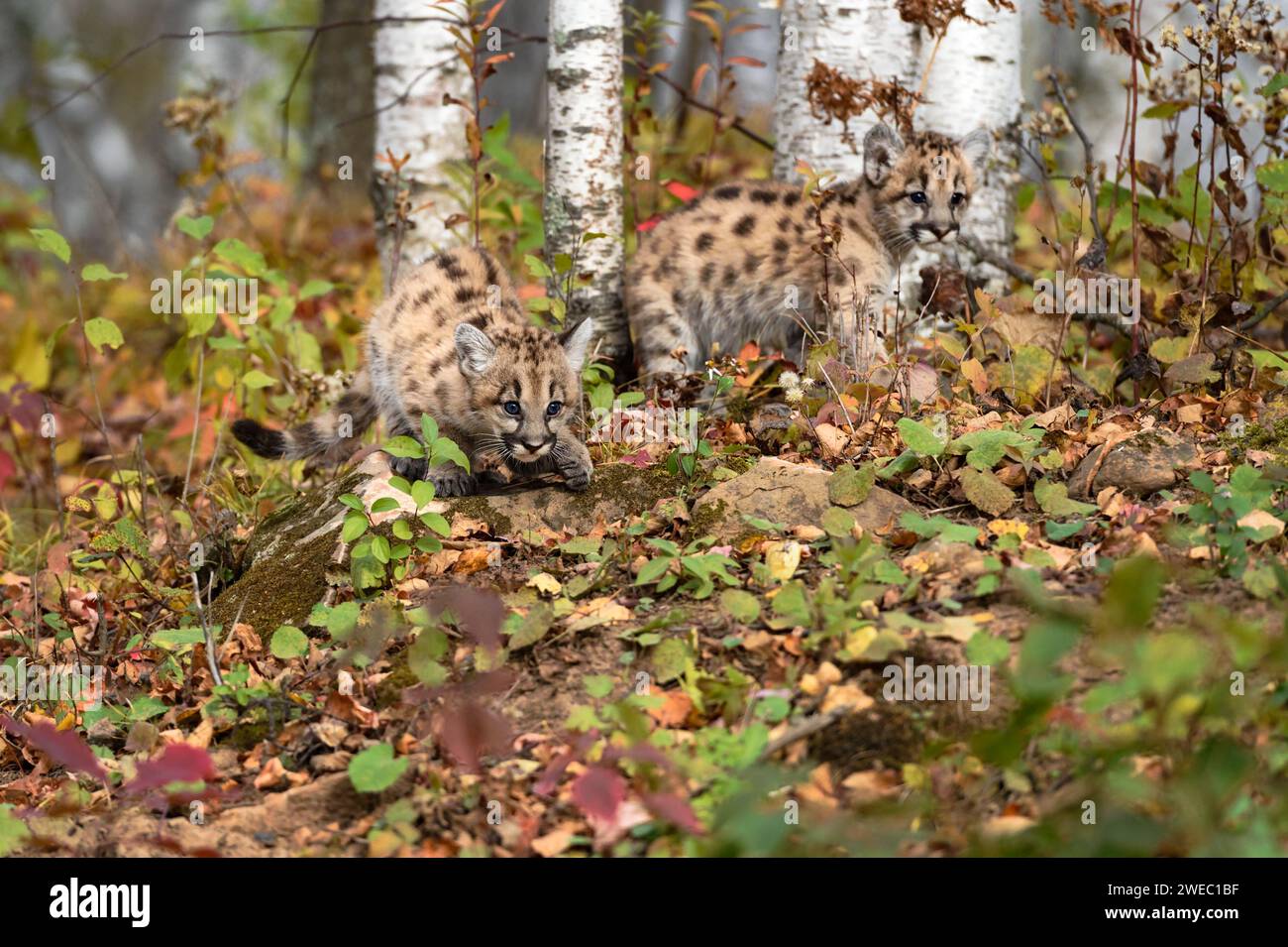 Cougar Kitten (Puma concolor) Creep Out of Birch Forest Autumn ...