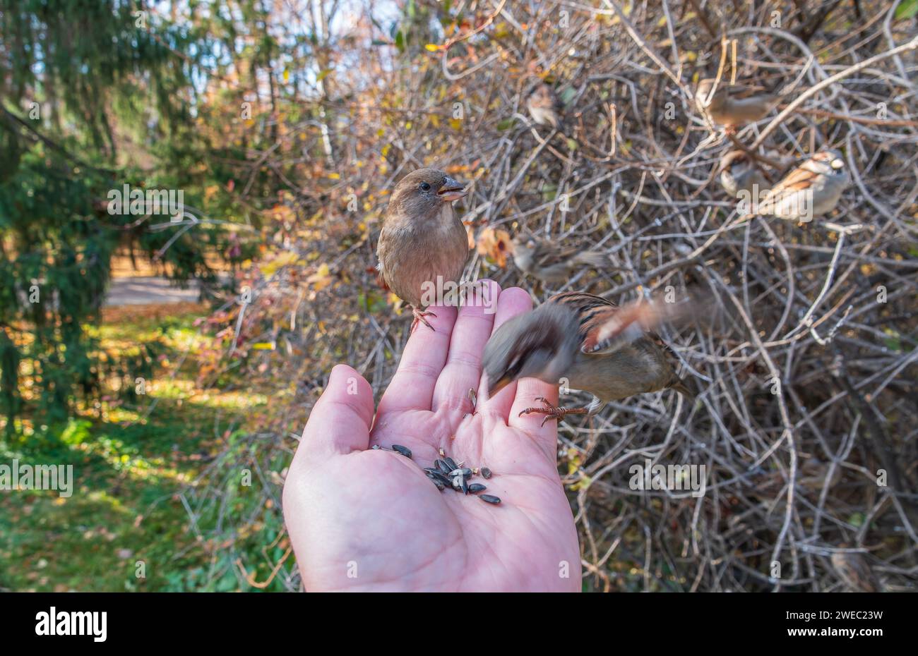 Sparrow eats seeds from a man's hand. A Sparrow bird sitting on the ...