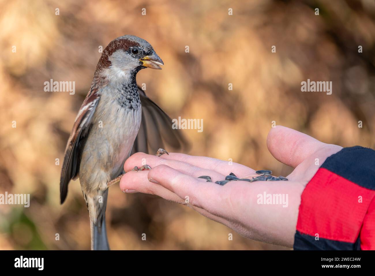 Sparrow eats seeds from a man's hand. A Sparrow bird sitting on the ...