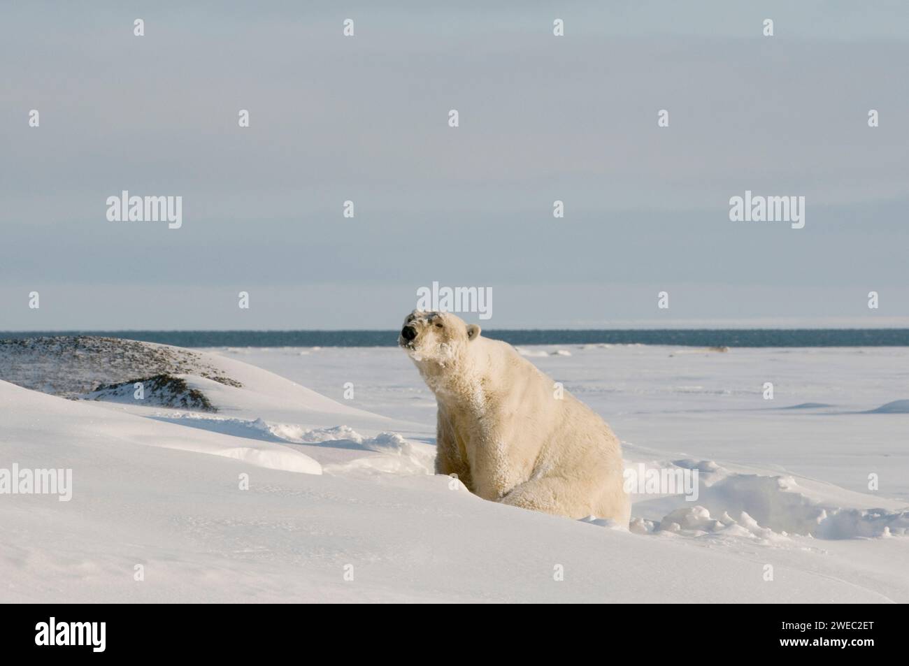 polar bear, Ursus maritimus, large thin and old boar gets up from a nap ...