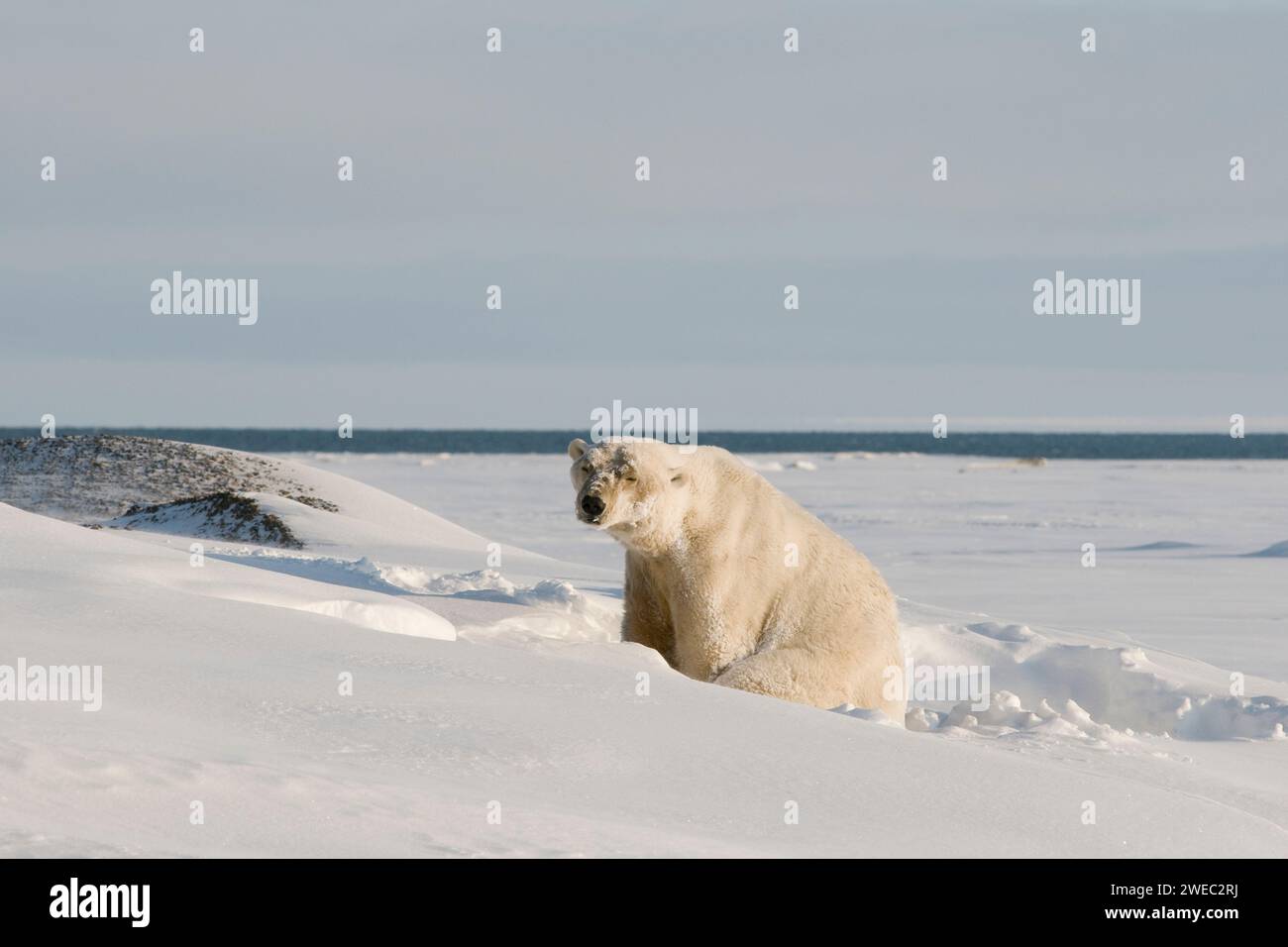 polar bear, Ursus maritimus, large thin and old boar gets up from a nap ...