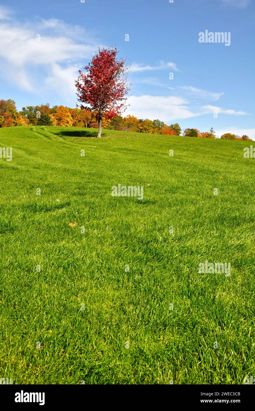 Composition of single red maple trees on a hill with green grass Stock ...