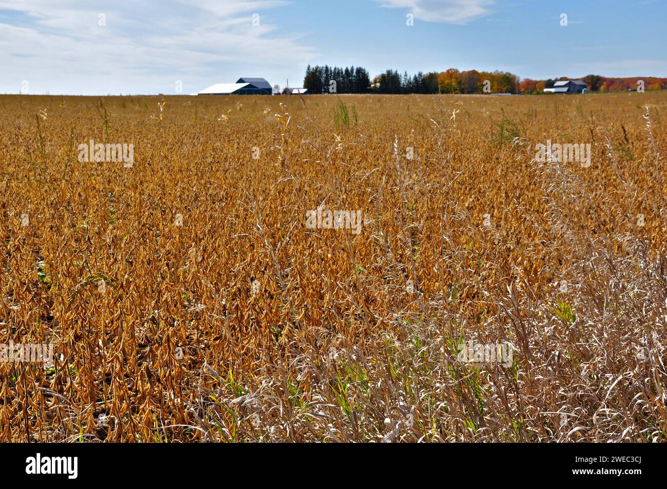 Soybean field in background hi-res stock photography and images - Alamy