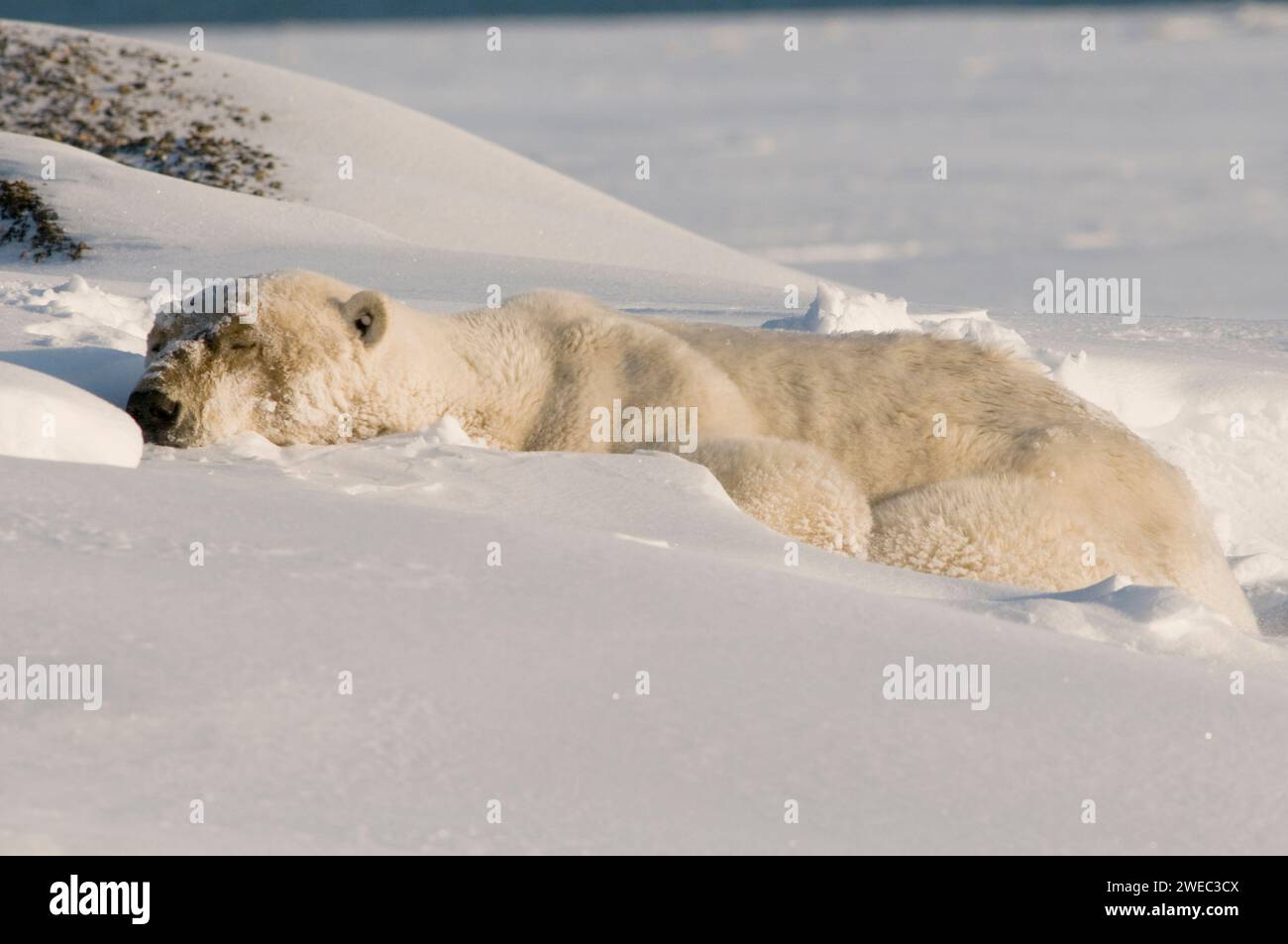 polar bear, Ursus maritimus, large thin and old boar rests in the snow ...