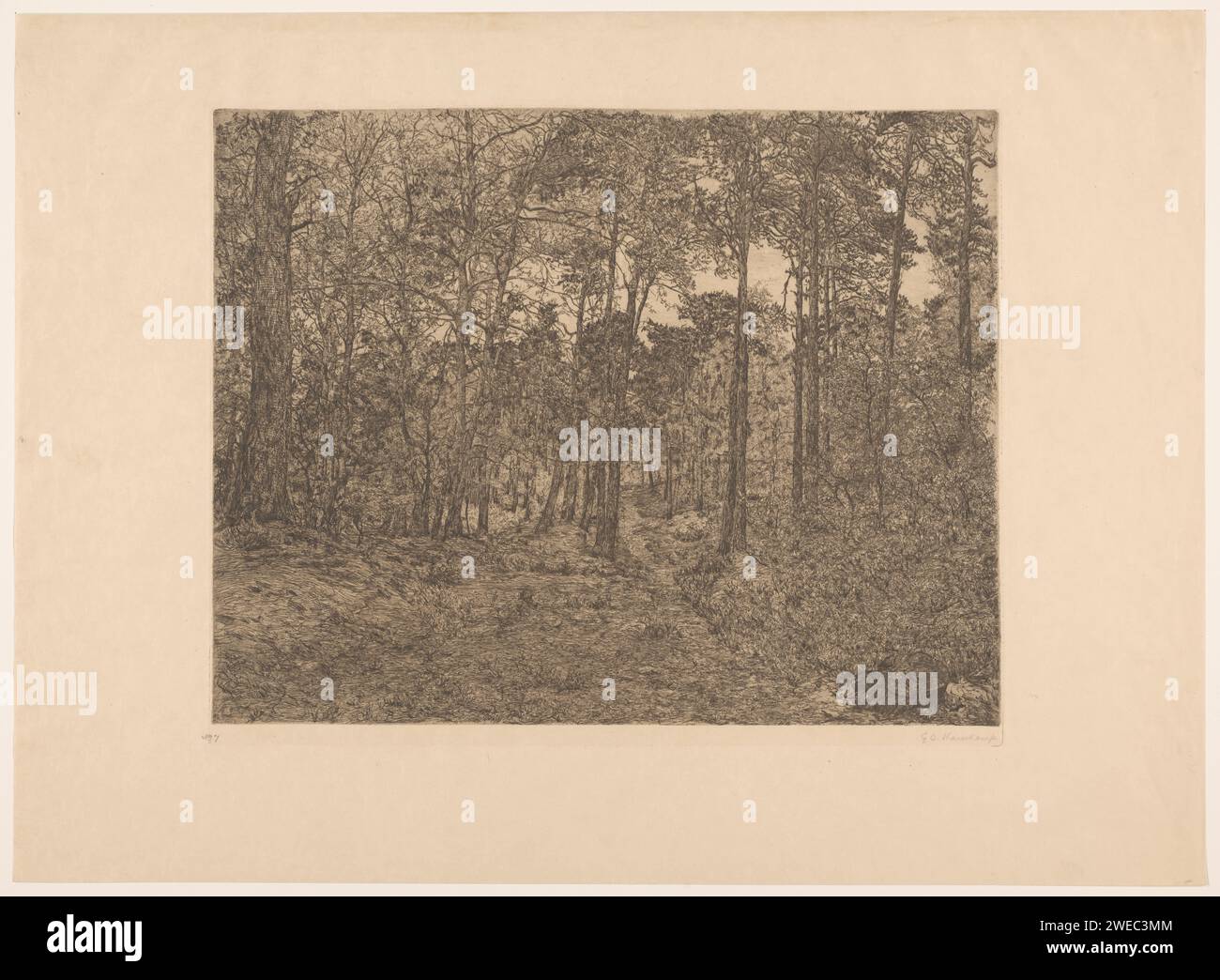 Bosgevicht, Gerrit Haverkamp, 1882 - 1926 print paper etching forest ...
