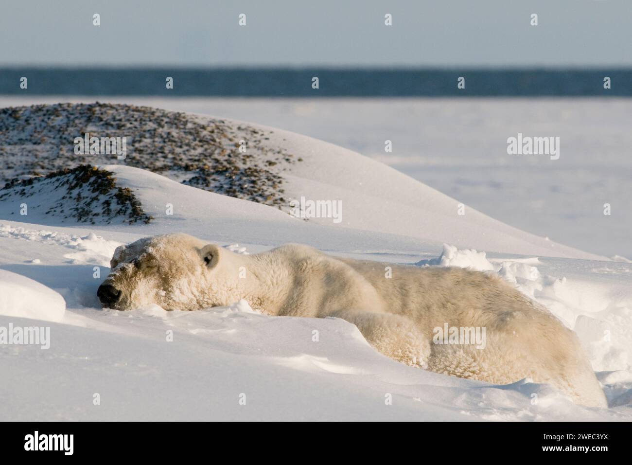 polar bear, Ursus maritimus, large thin and old boar rests in the snow ...