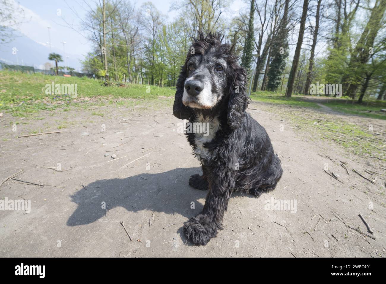 Dog Sitting Down with Shadow Stock Photo - Alamy