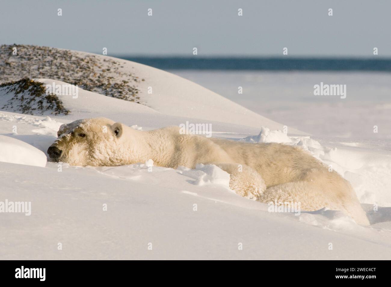 polar bear, Ursus maritimus, large thin and old boar rests in the snow ...