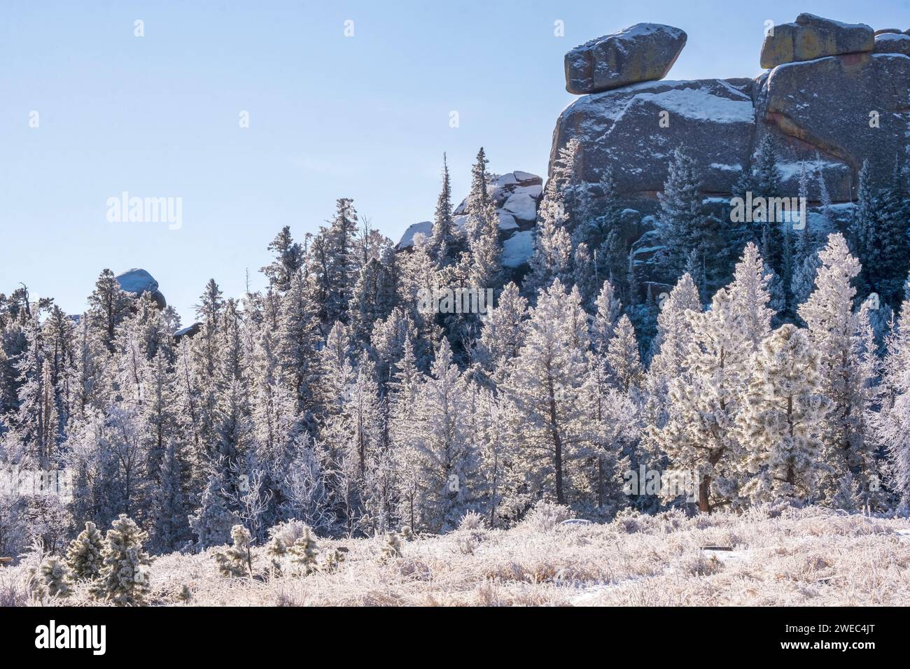 Snow covered pine trees at Vedauwoo Recreation Area west of Cheyenne ...