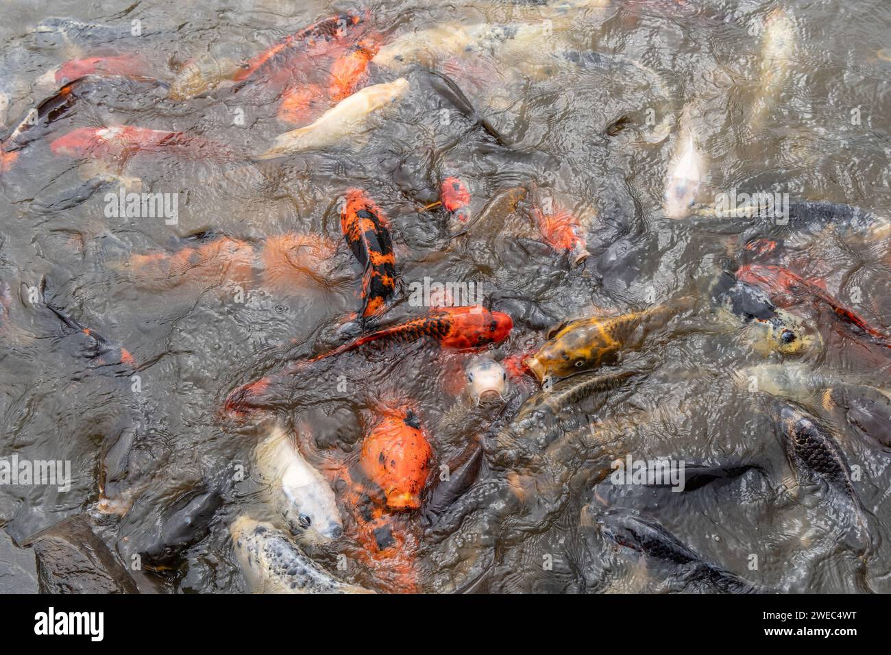 Top-view of Koi Carp fish swimming in outdoor water garden pond Stock ...