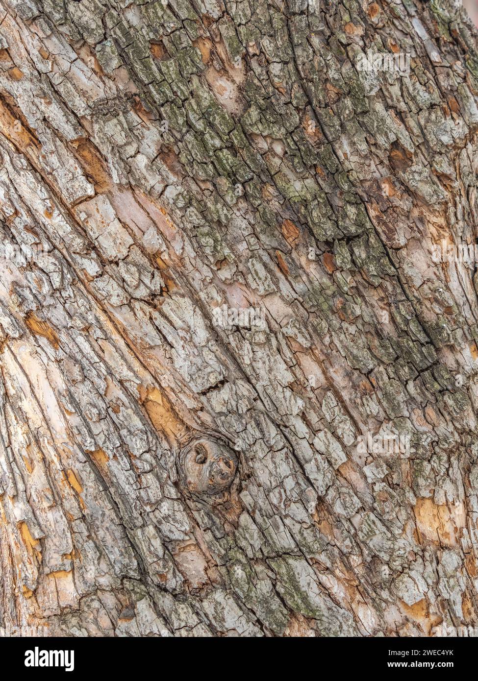 The texture of the bark of an old apple tree. Detailed bark texture ...