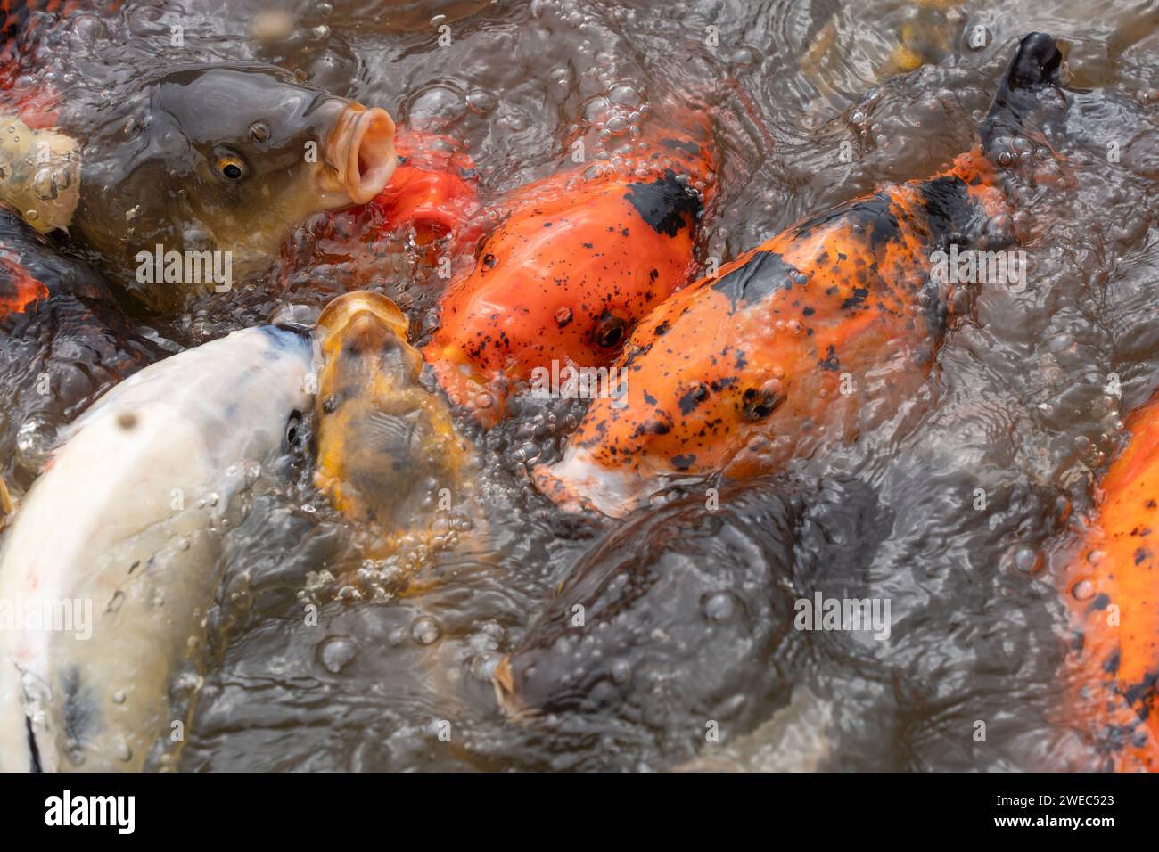 Top-view of Koi Carp fish swimming in outdoor water garden pond Stock ...