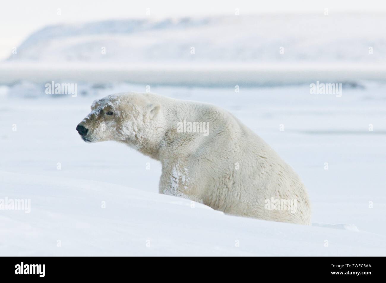 polar bear, Ursus maritimus, large thin and old boar gets up from a nap ...