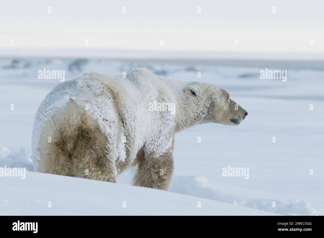 polar bear, Ursus maritimus, large thin old boar along the arctic coast ...