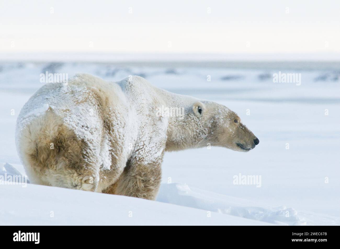 polar bear, Ursus maritimus, large thin old boar along the arctic coast ...