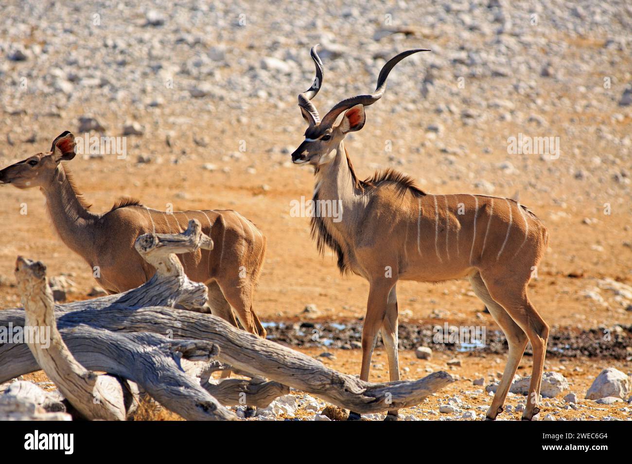 Male Buck and a female kudu standing side by side next to a large dead ...