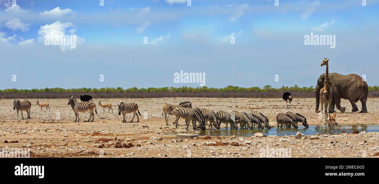Landscape image of a vibrant African waterhole with many varieties of ...