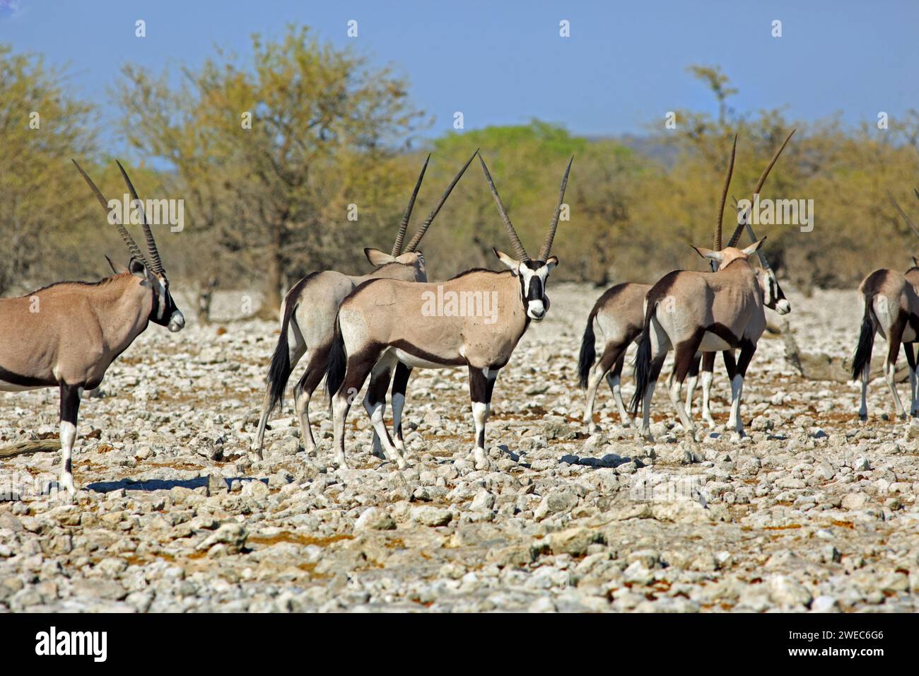 African oryx group hi-res stock photography and images - Alamy