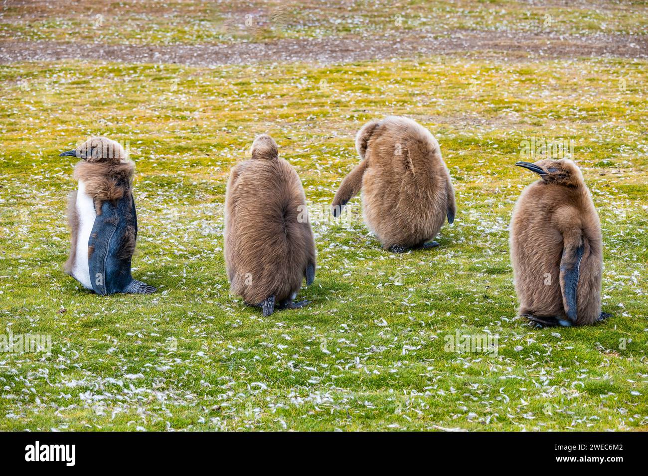Juvenile King Penguins (Aptenodytes patagonicus) with downy feathers ...