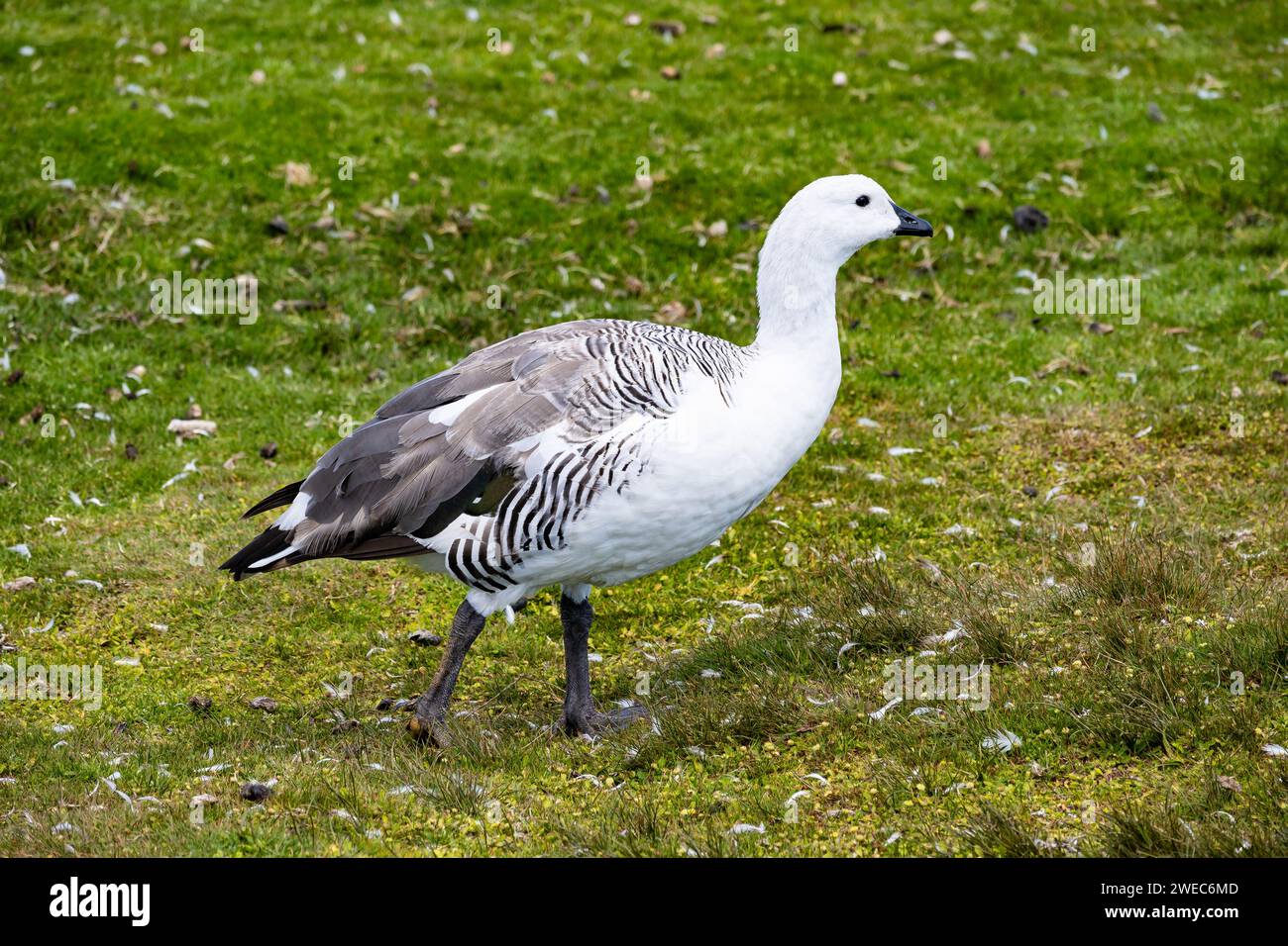 A male Upland Goose (Chloephaga picta) walking on green grass. The ...