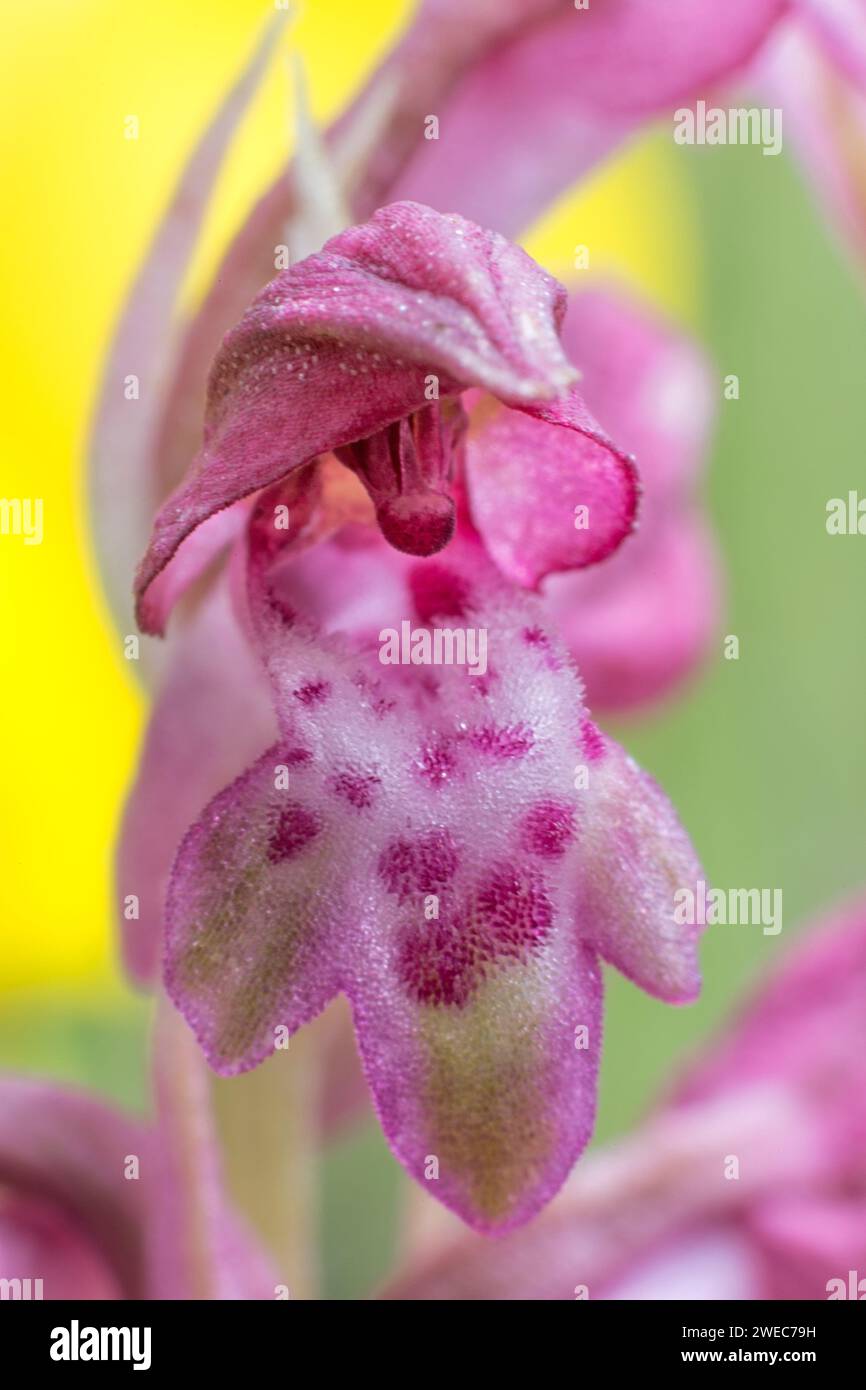 Scented bug orchid (Anacamptis coriophora subsp. fragrans), Orchidaceae ...